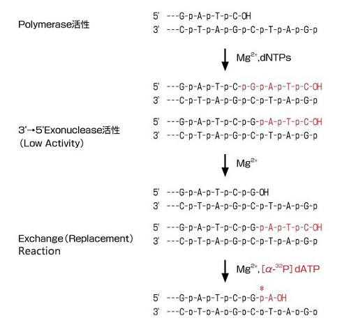 Klenow Fragment(DNA PolymeraseⅠ ,Large Fragment) 400U×1支 - 炼石商城