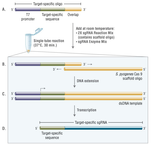 EnGen™ sgRNA Synthesis Kit, S. pyogenes 20 rxns - 炼石商城