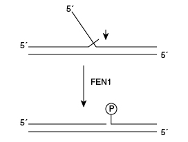 Thermostable FEN1 1600 units - 炼石商城
