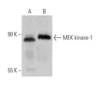 MEK kinase-1 (1-9C-2A) 200μg/ml - 炼石商城