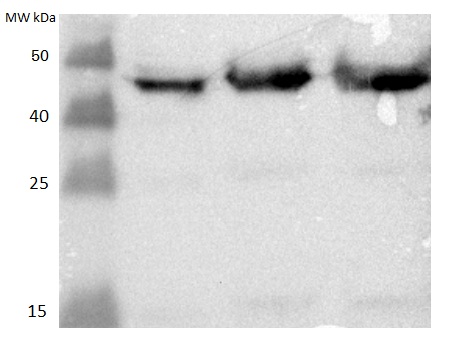 MPK4 | Mitogen-activated protein kinase 4 - 炼石商城