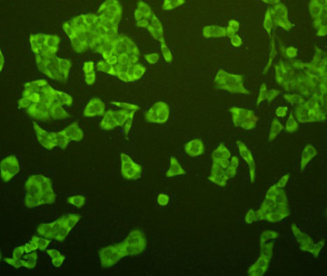 PUMA Rabbit Polyclonal Antibody 50μl - 炼石商城
