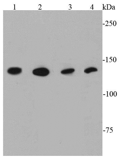 TLR7 Rabbit Polyclonal Antibody 50μl - 炼石商城