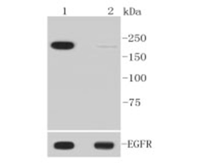 Phospho-EGFR (Tyr1092) Rabbit Monoclonal Antibody 50μl - 炼石商城