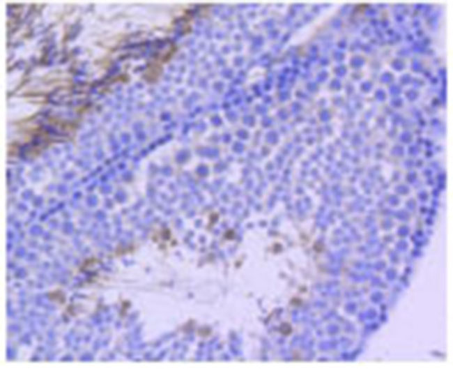 Phospho-p95/NBS1 (Ser343) Rabbit Monoclonal Antibody 50μl - 炼石商城