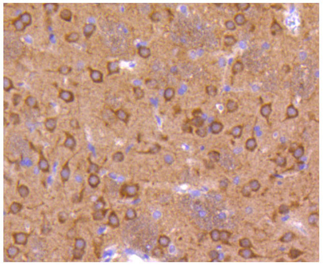 Phospho-GSK-3α/β (Tyr216/279) Rabbit Monoclonal Antibody 50μl - 炼石商城