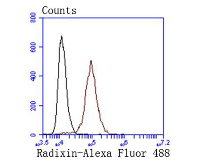 Radixin Rabbit Monoclonal Antibody 50μl - 炼石商城