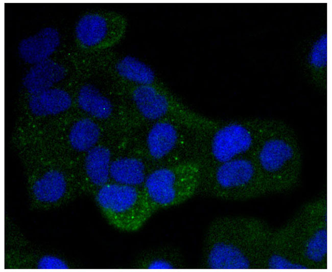Daxx Rabbit Monoclonal Antibody 50μl - 炼石商城