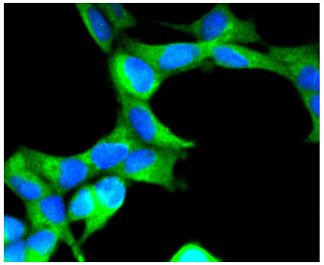 SCF Rabbit Monoclonal Antibody 50μl - 炼石商城
