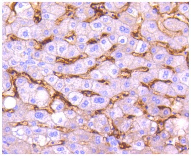 CD14 Rabbit Monoclonal Antibody 50μl - 炼石商城