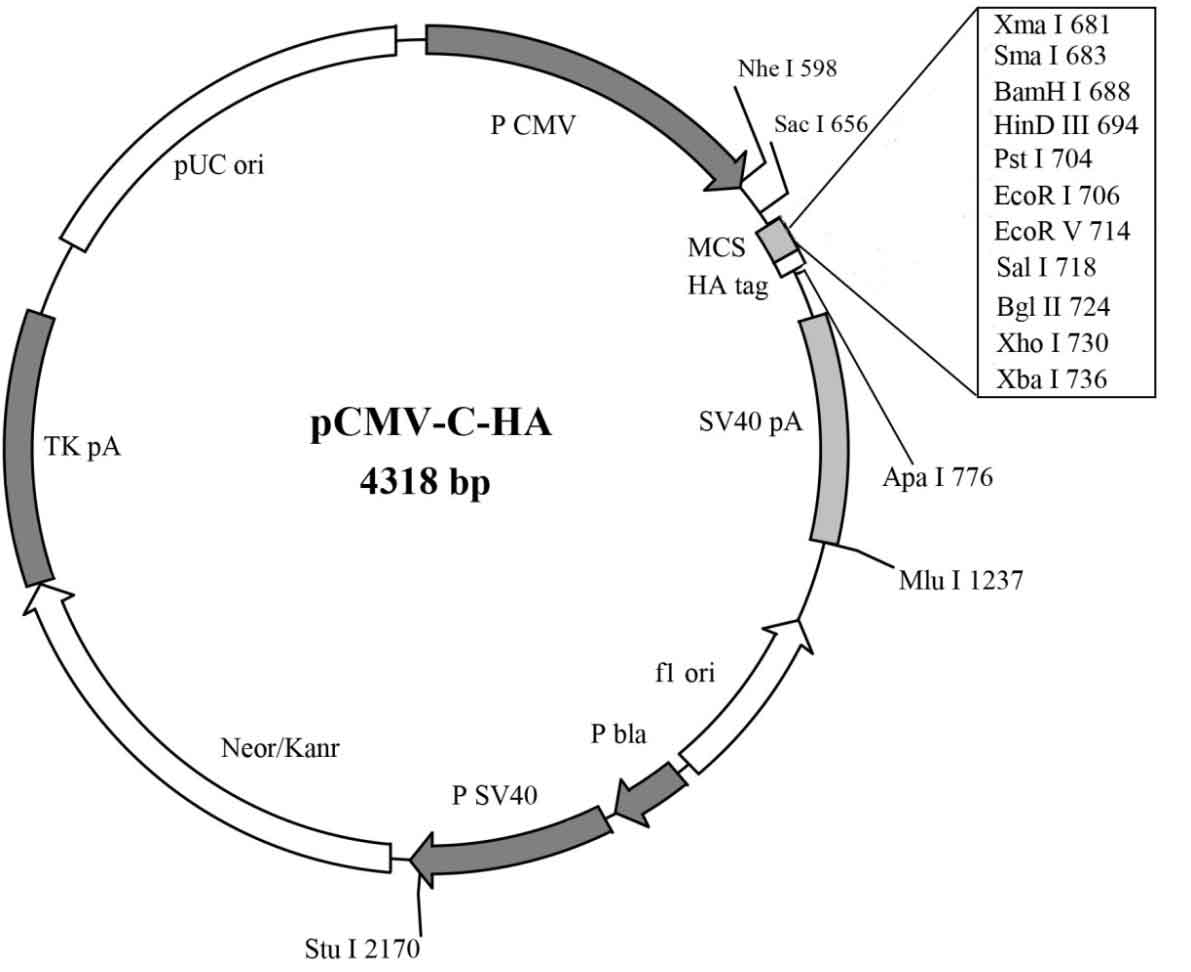 pCMV-C-HA 100μg - 炼石商城