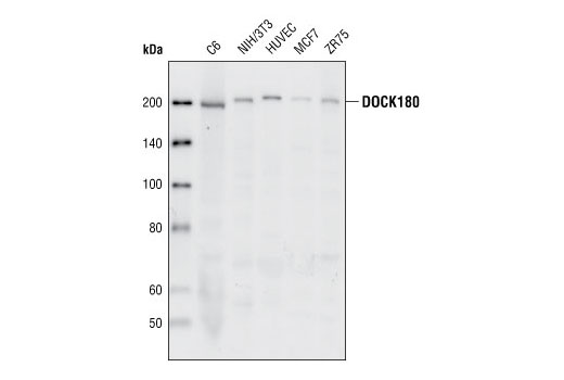DOCK180 (C4C12) Rabbit mAb 100µl - 炼石商城