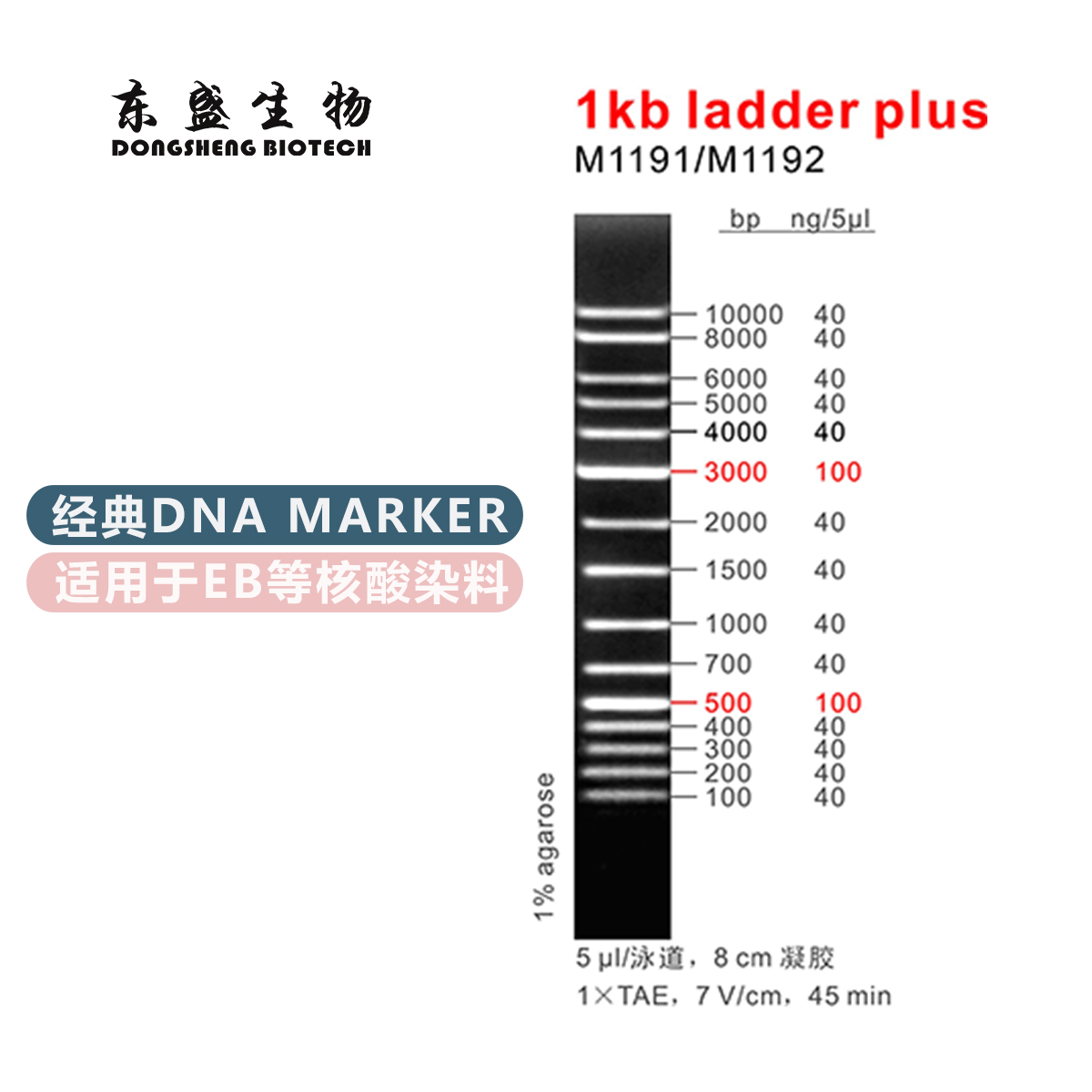 1kb ladder plus 60次 - 炼石商城