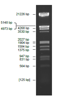 Direct-load™ λ DNA/EcoR I + Hind III Marker 250µl×10 - 炼石商城