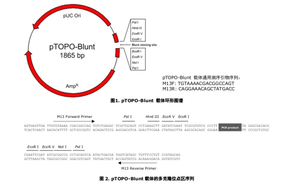 EZ-Blunt Zero pTOPO Cloning Kit 100rxn - 炼石商城