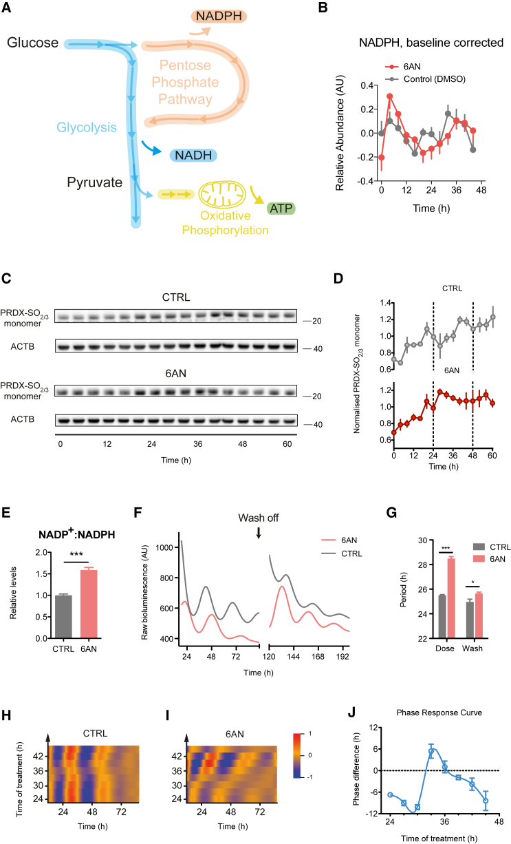 PRDX1 Polyclonal Antibody 100uL - 炼石商城